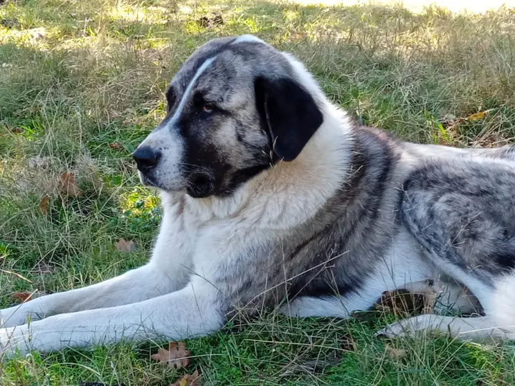 Los mastines "deben" estar "cuidados, alimentados y acompañados por ...